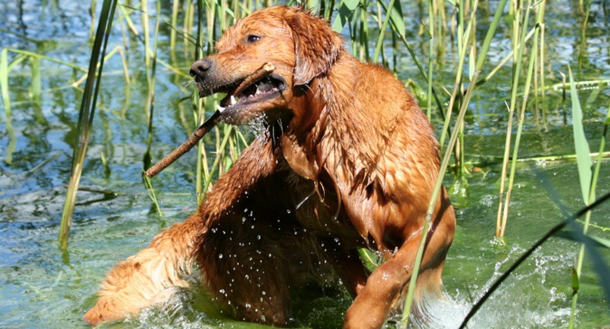 Föremål som fastnat i hundens mun - Agria Djurförsäkring