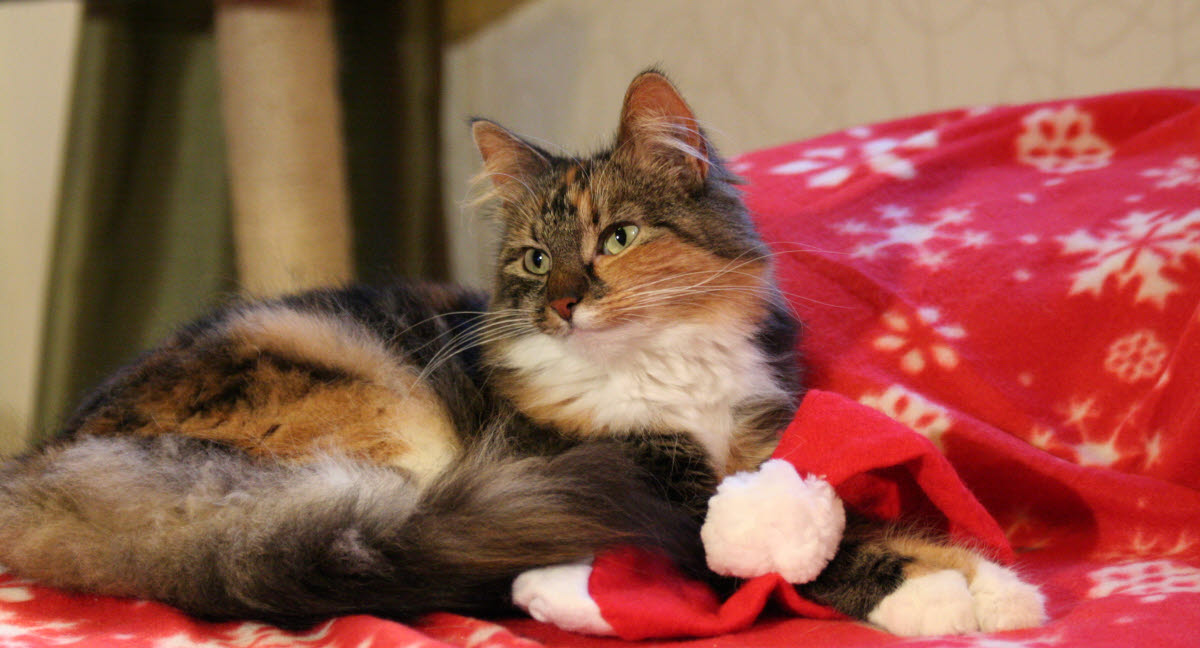 Långhåriga, stora katter - Agria Djurförsäkring