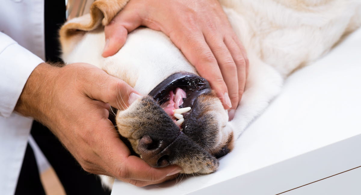 Rotspetsbölder hos hund - Agria Djurförsäkring