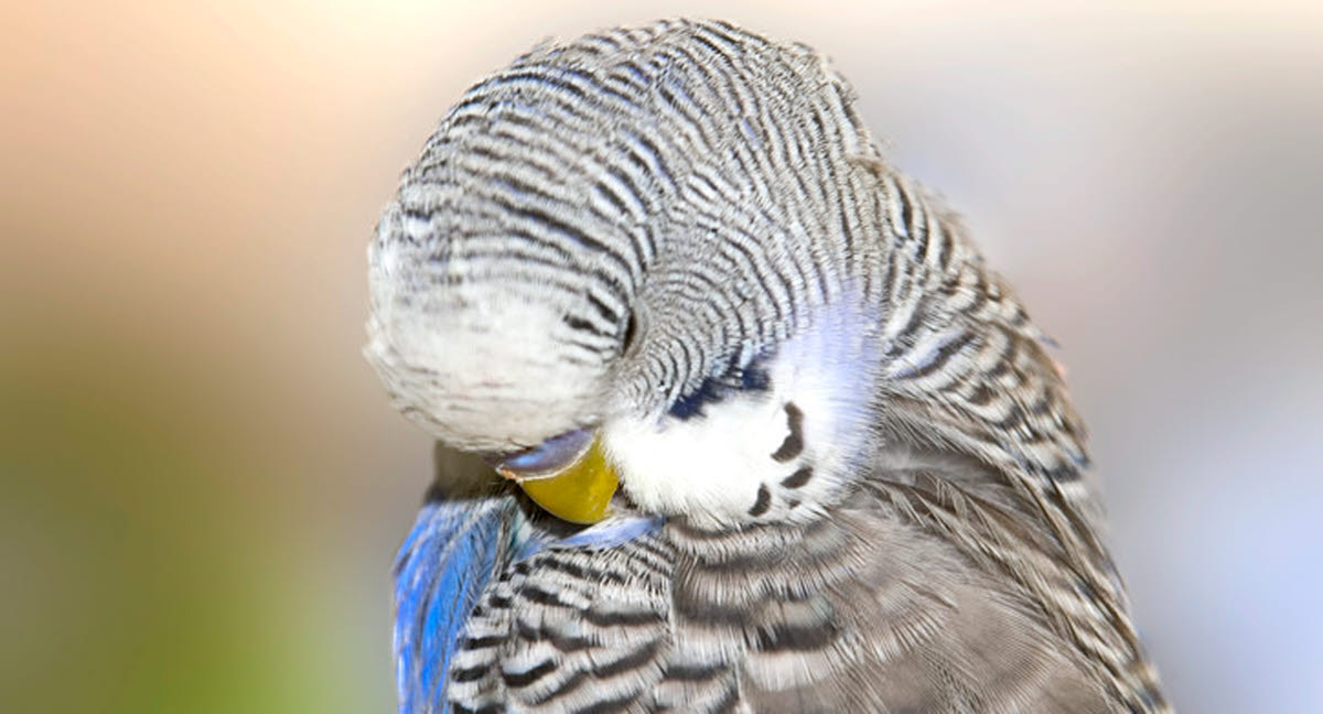 Fågelförsäkring - försäkra din fågel idag - Agria Djurförsäkring