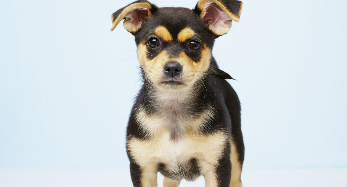 Från valp till stjärna med Maria Brandel - Agria Djurförsäkring