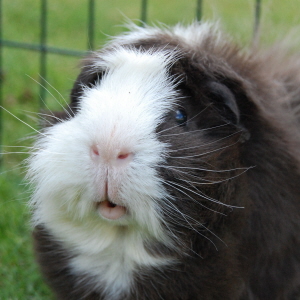 Okunskap gör marsvinen sjuka - Agria Djurförsäkring