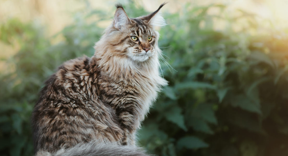 Hälsostatistik maine coon - Agria Djurförsäkring