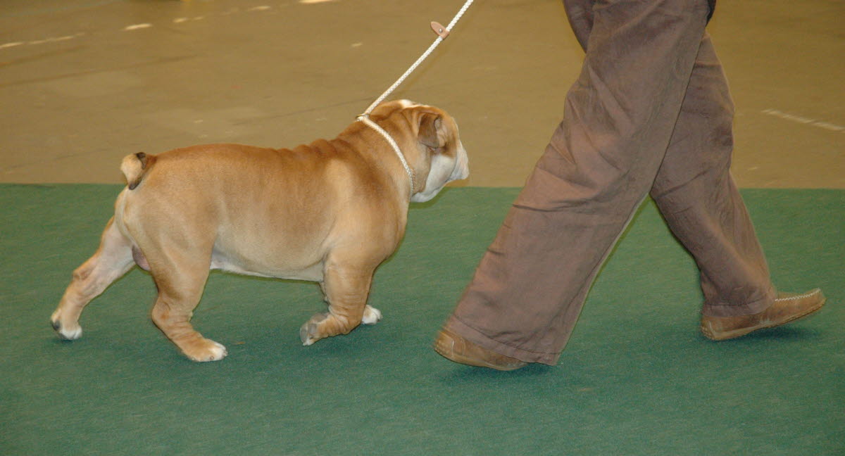 Så går det till på utställningsdagen - Agria Djurförsäkring