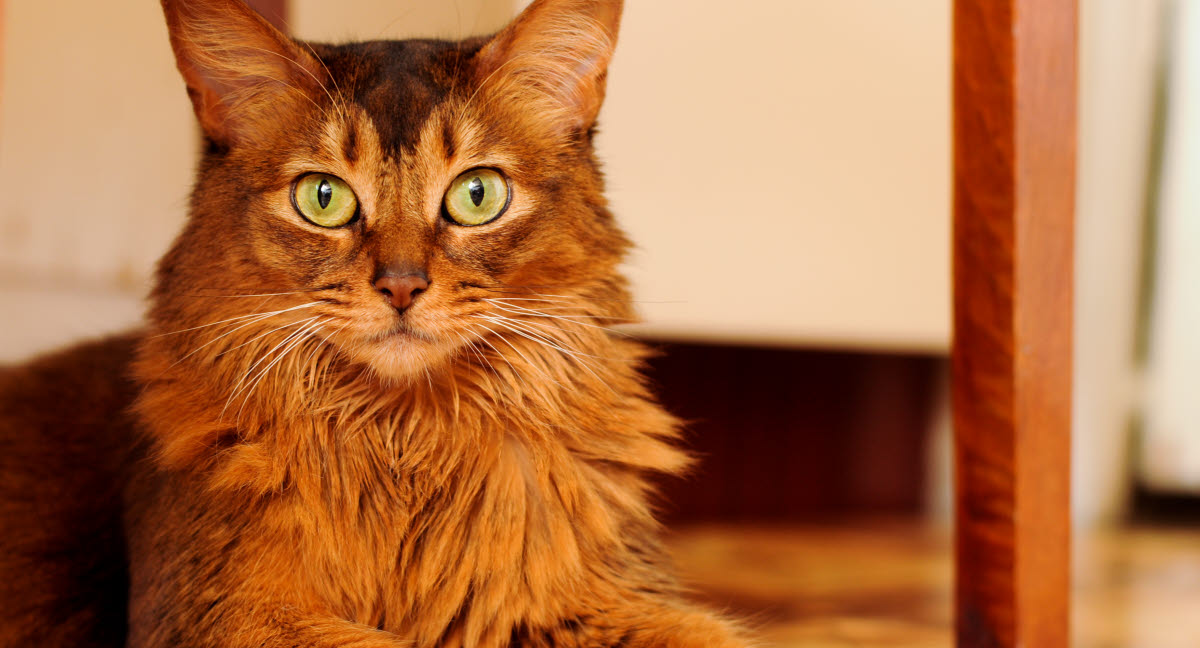 Somali - Agria Djurförsäkring