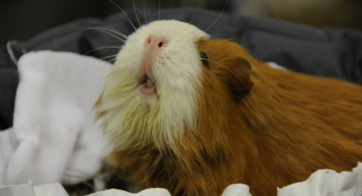 Förvuxna tänder hos marsvin - Agria Djurförsäkring