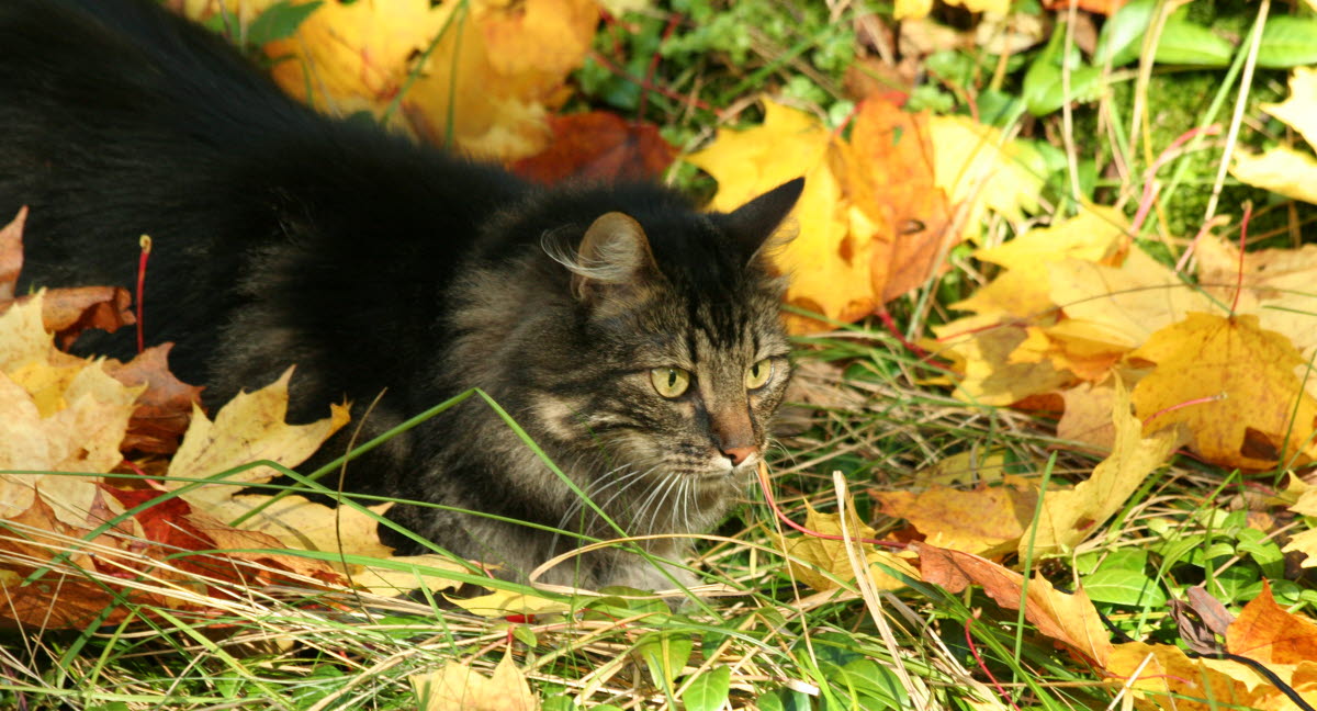 Utekatt eller innekatt? - Agria Djurförsäkring