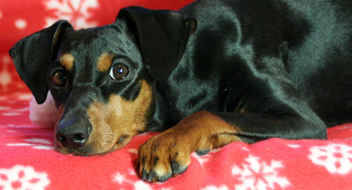 Forskning kring sjukdomen SLO - Agria Djurförsäkring