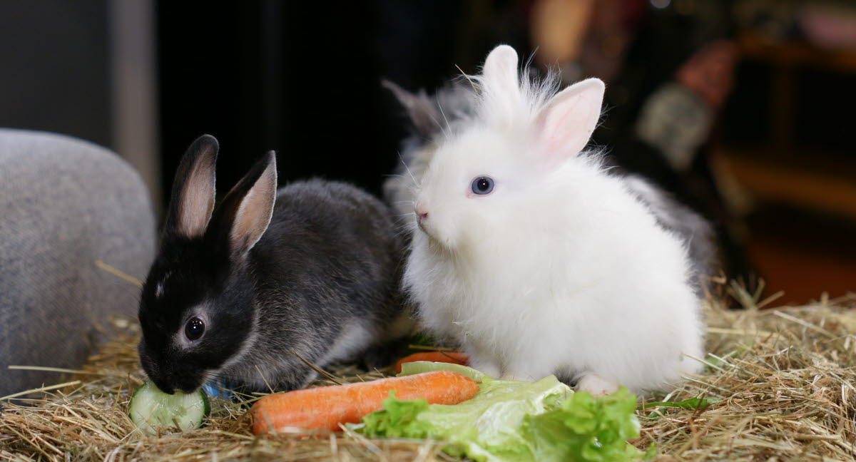 Vad ska kaniner äta? - Agria Djurförsäkring
