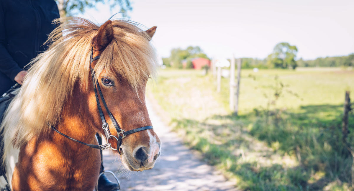 Dyrare hästar drabbar ridskolor och unga ryttare - Agria Djurförsäkring