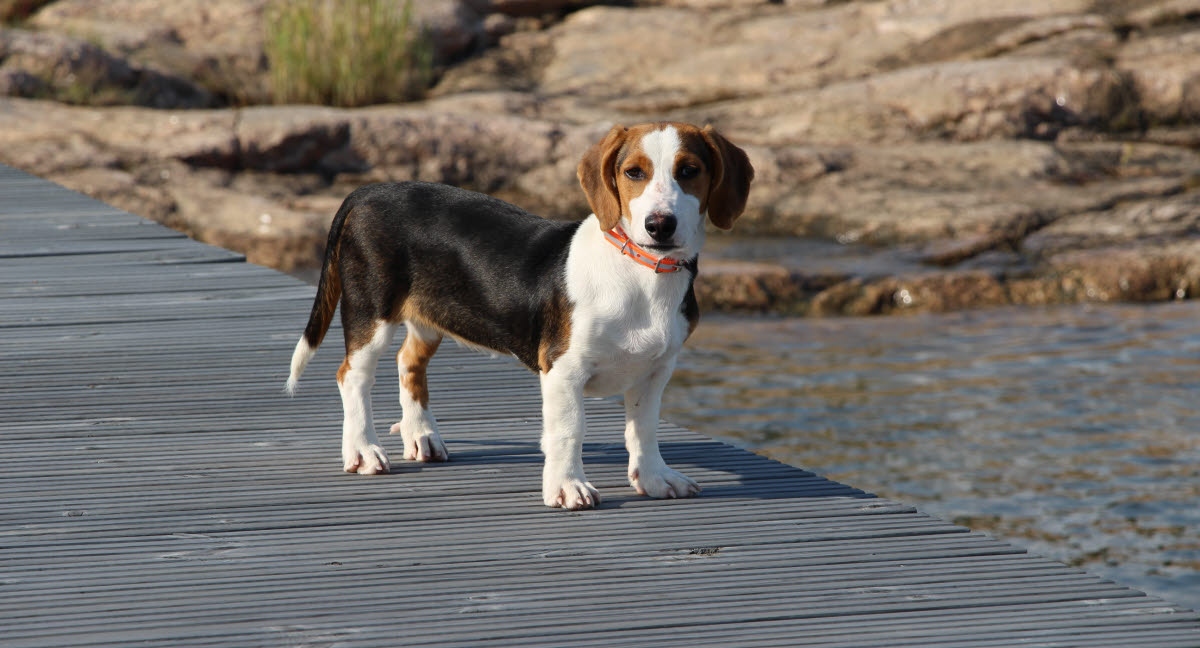 Drever – en jakthund för alla - Agria Djurförsäkring