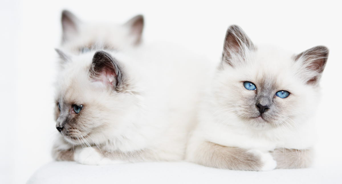 Vilka kattraser är vanligast i Sverige? - Agria Djurförsäkring