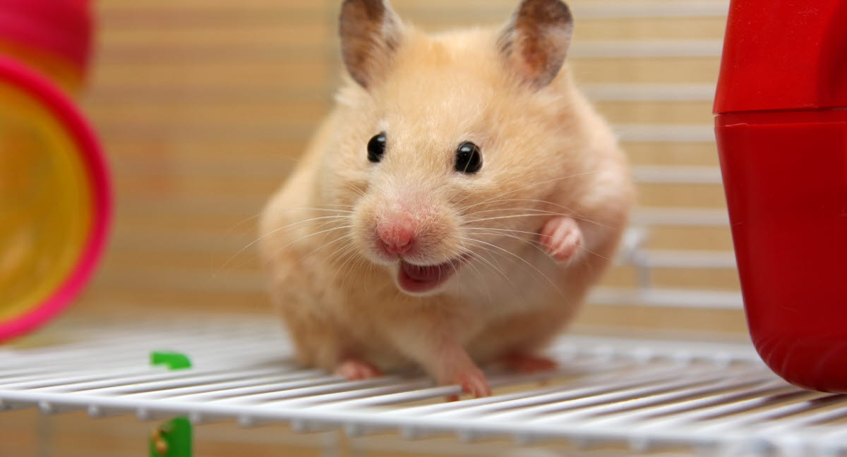 Ögonproblem hos hamstrar - Agria Djurförsäkring