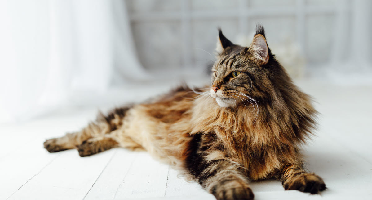 HCM hos katt - Agria Djurförsäkring