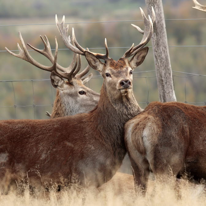 Om Hjort inom området Lantbruk - Agria Djurförsäkring