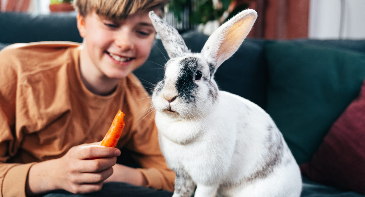 Säkert bus med din kanin - Agria Djurförsäkring