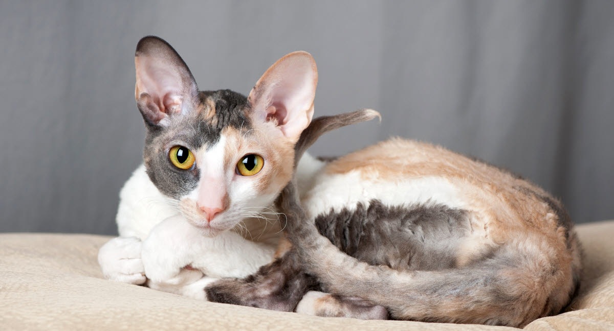 Cornish Rex - Agria Djurförsäkring