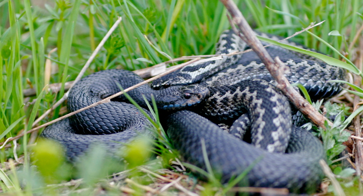 Huggormsbett på häst - Agria Djurförsäkring