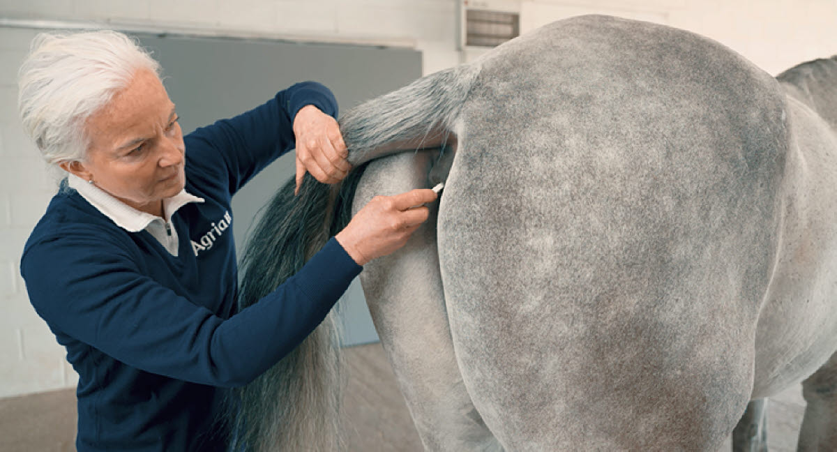 Så kollar du hästens andning, temp, puls och slemhinnor - Agria ...