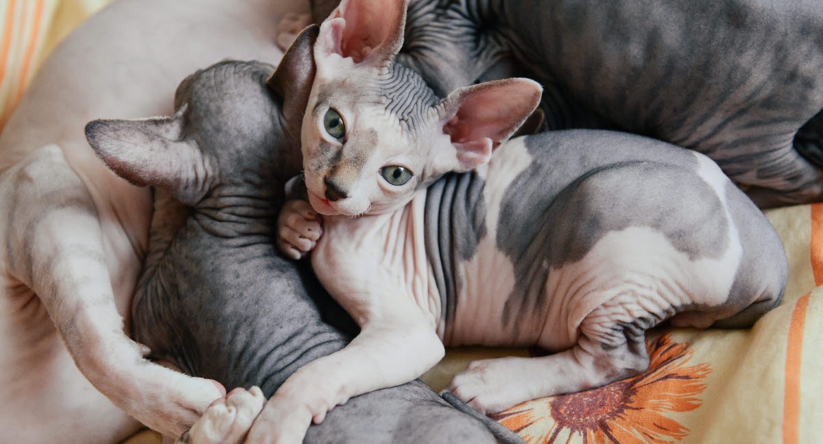 Hur mår Sphynxen? - Agria Djurförsäkring