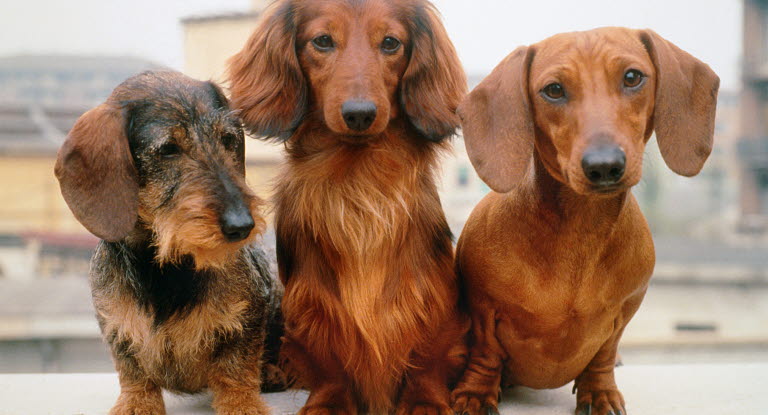 Taxens sjukdomar och skador - Agria Djurförsäkring