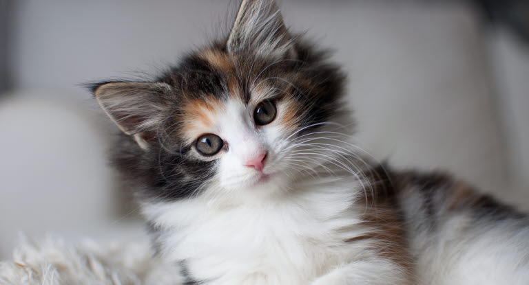 Topp 10 vanligaste kattraserna i Sverige under 2021 - Agria Djurförsäkring