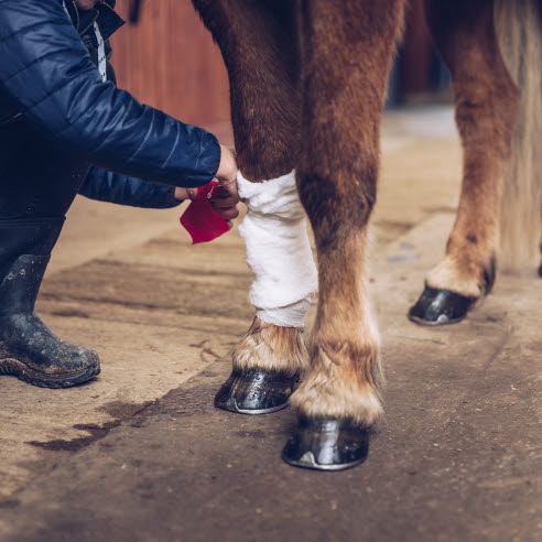 Om lymfangit inom området Häst - Agria Djurförsäkring