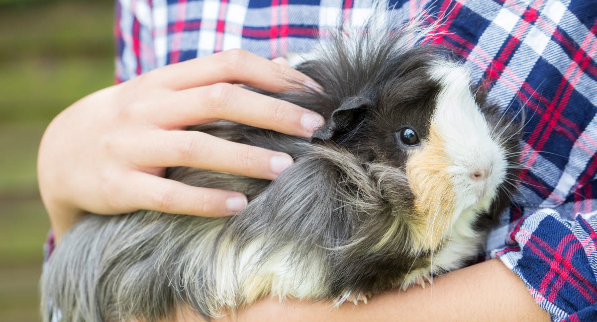 Tips och råd för marsvin - Agria Djurförsäkring