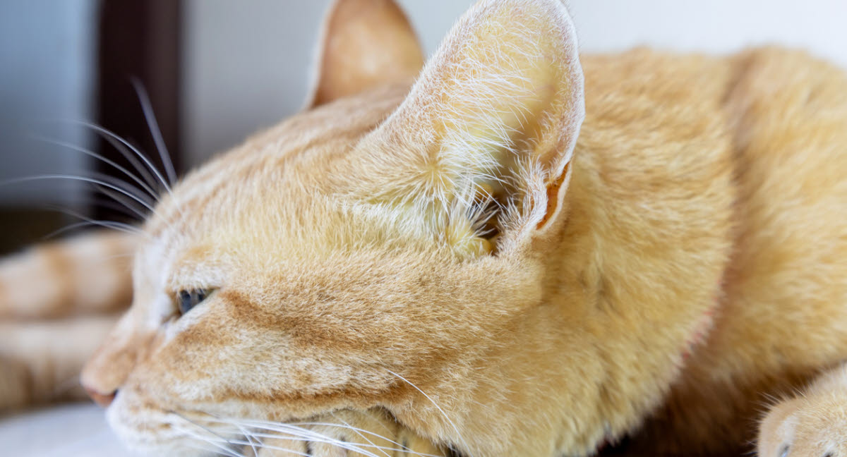 Gulsot hos katt: Symtom, orsaker och när du ska söka veterinär - Agria ...