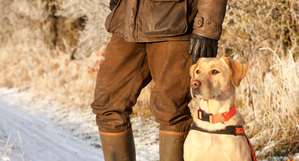 Jakthundsraser - Agria Djurförsäkring