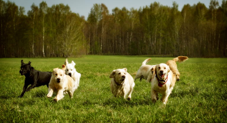 Hundraser som är stora - Agria Djurförsäkring