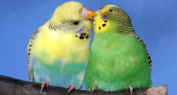 Råd till dig som vill köpa undulat - Agria Djurförsäkring