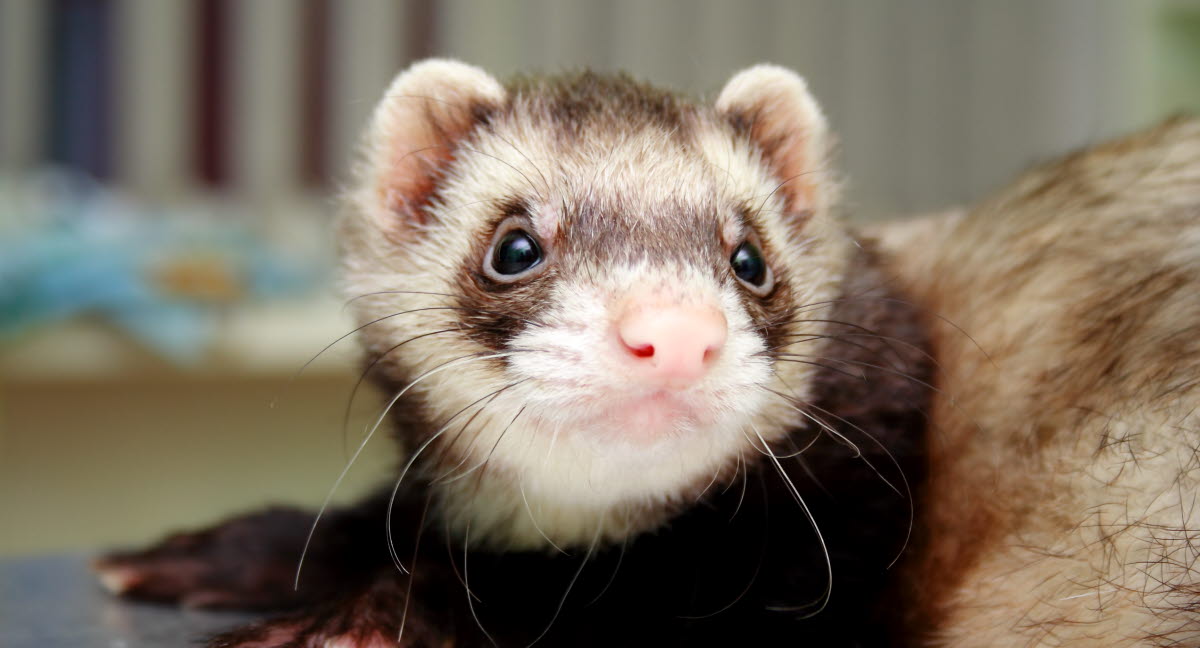 Köpa iller - Agria Djurförsäkring