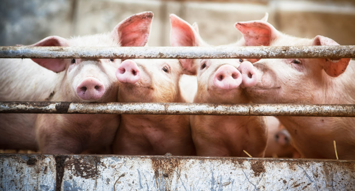 Grisförsäkring - Agria Djurförsäkring