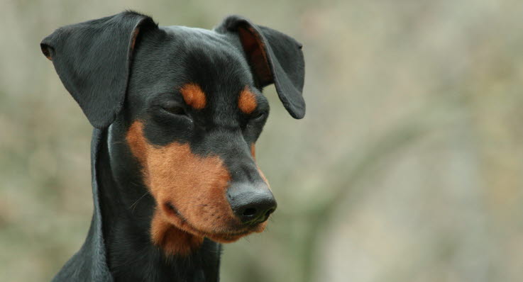 5 vanligaste diagnoserna hos hunden - Agria Djurförsäkring