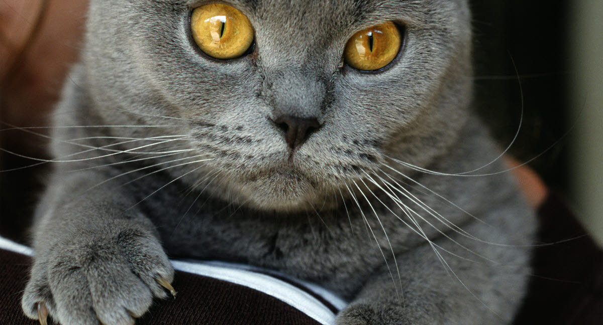 Så går det till på kattutställning - Agria Djurförsäkring