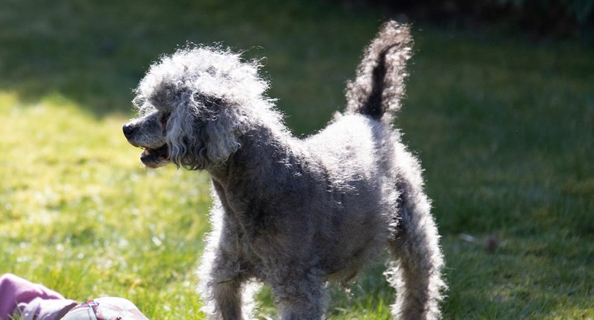 Cushings syndrom hos hund - Agria Djurförsäkring