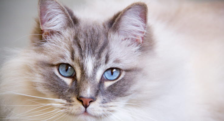 Ragdoll - en nyfiken och människokär kattras - Agria Djurförsäkring