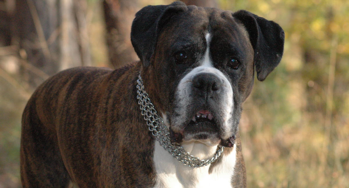 Hundens tänder och tandsjukdomar - Agria Djurförsäkring