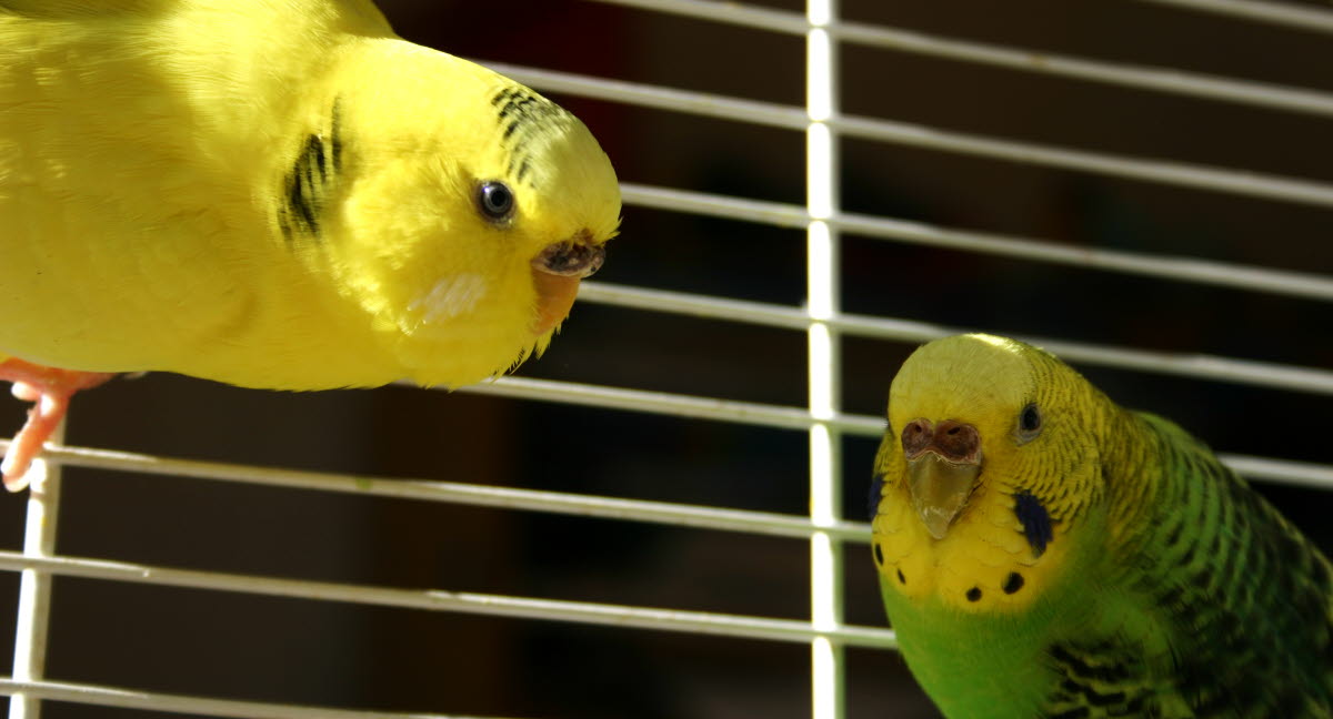 Skötselråd för undulat - Agria Djurförsäkring