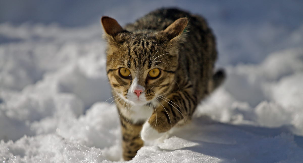 Vanliga sjukdomar som drabbar äldre katter - Agria Djurförsäkring