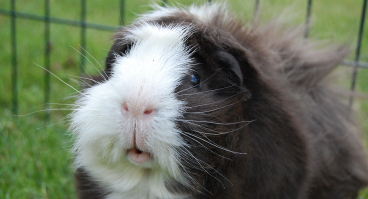 Bur för marsvin - Agria Djurförsäkring