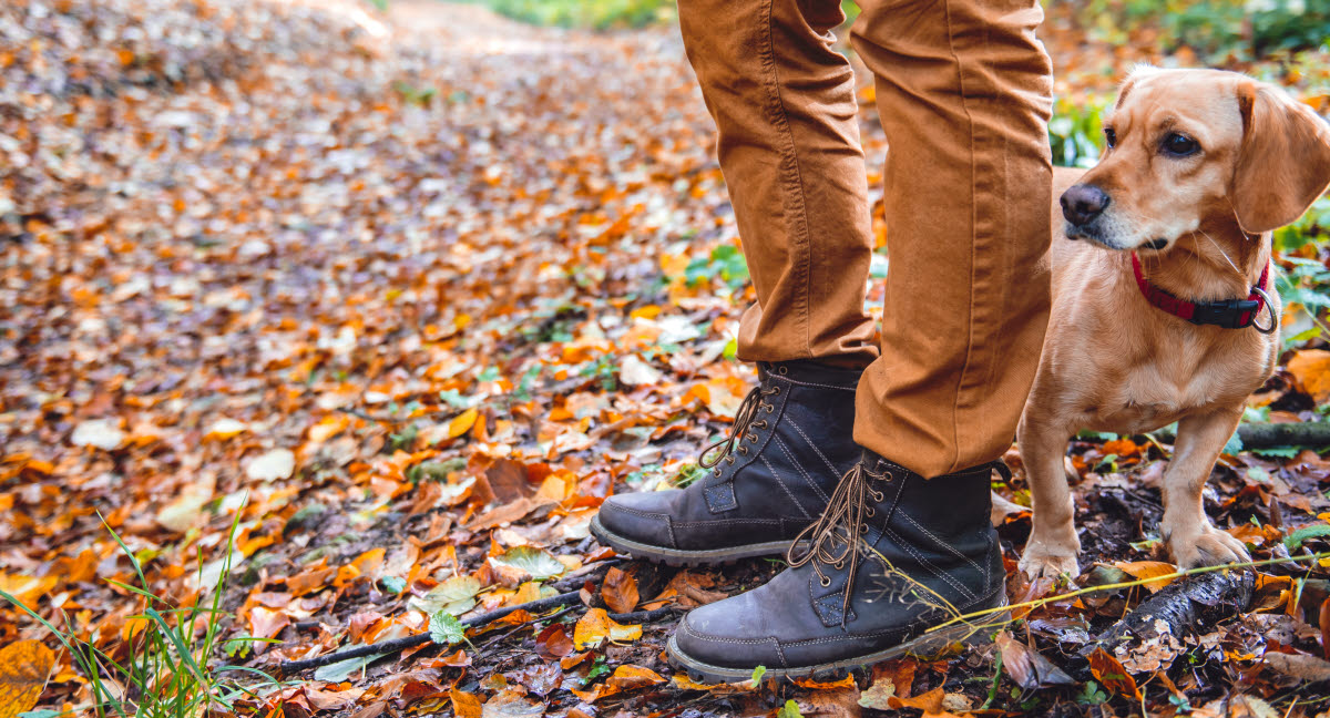 Hund - sidan för dig som är hundägare - Agria Djurförsäkring