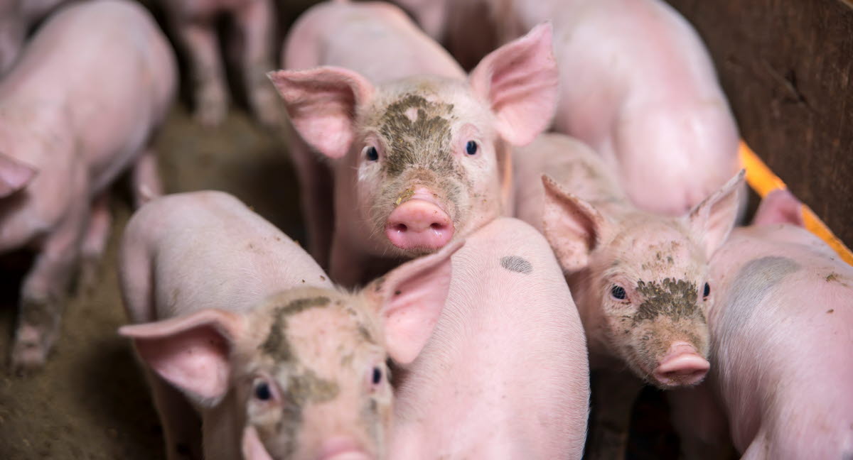 Svinpest – ett hot mot svenska grisar - Agria Djurförsäkring