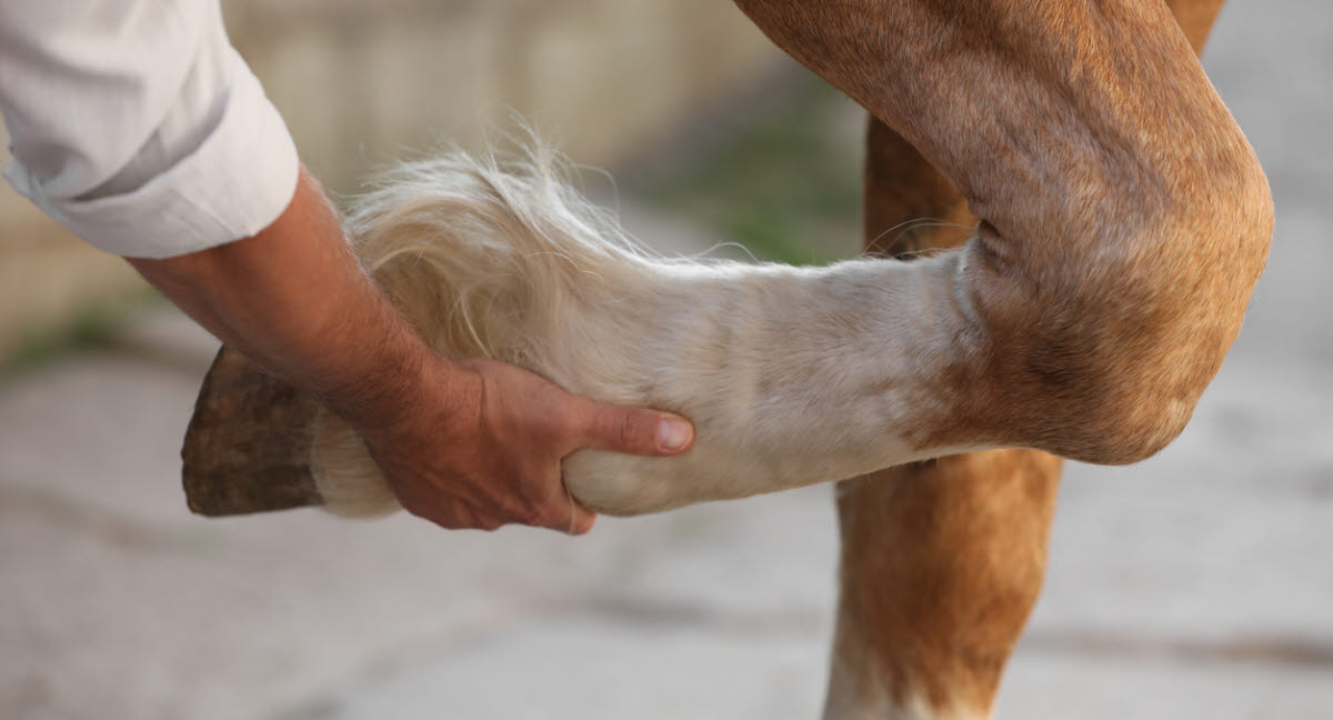 Hovvård och skoning av häst - Agria Djurförsäkring
