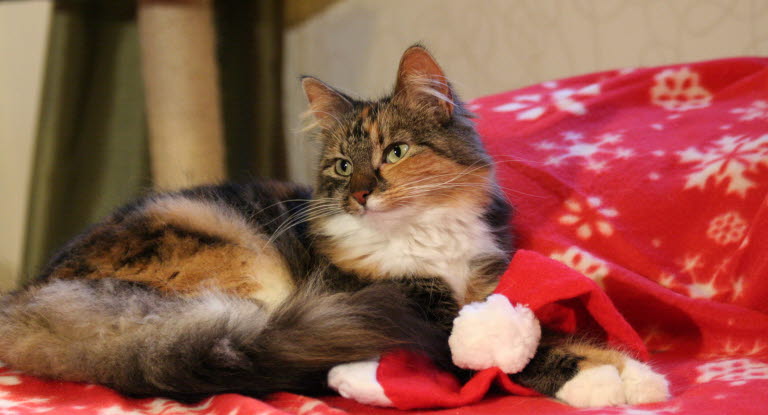 Långhåriga, stora katter - Agria Djurförsäkring