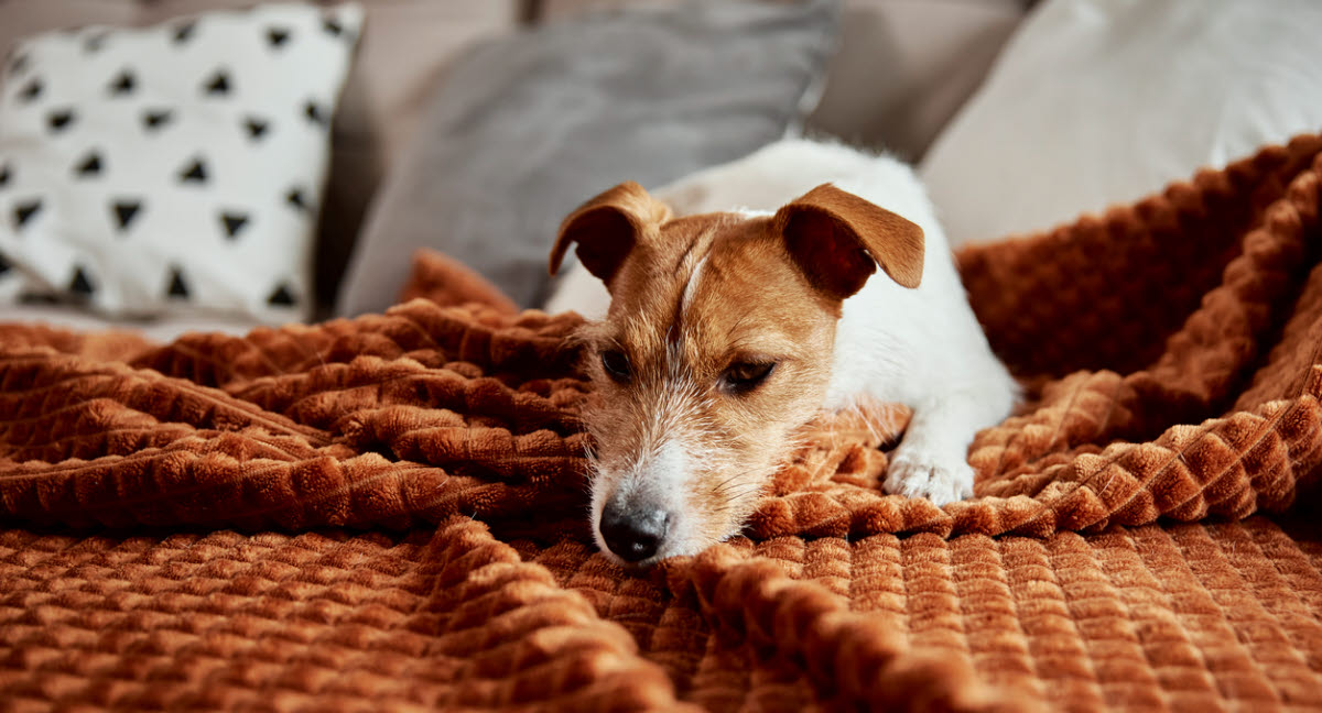 Magkatarr (gastrit) hos hund - Agria Djurförsäkring