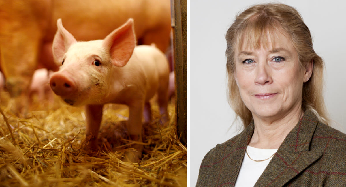 Optimerade rengöringsrutiner – för friska och sunda grisar - Agria ...