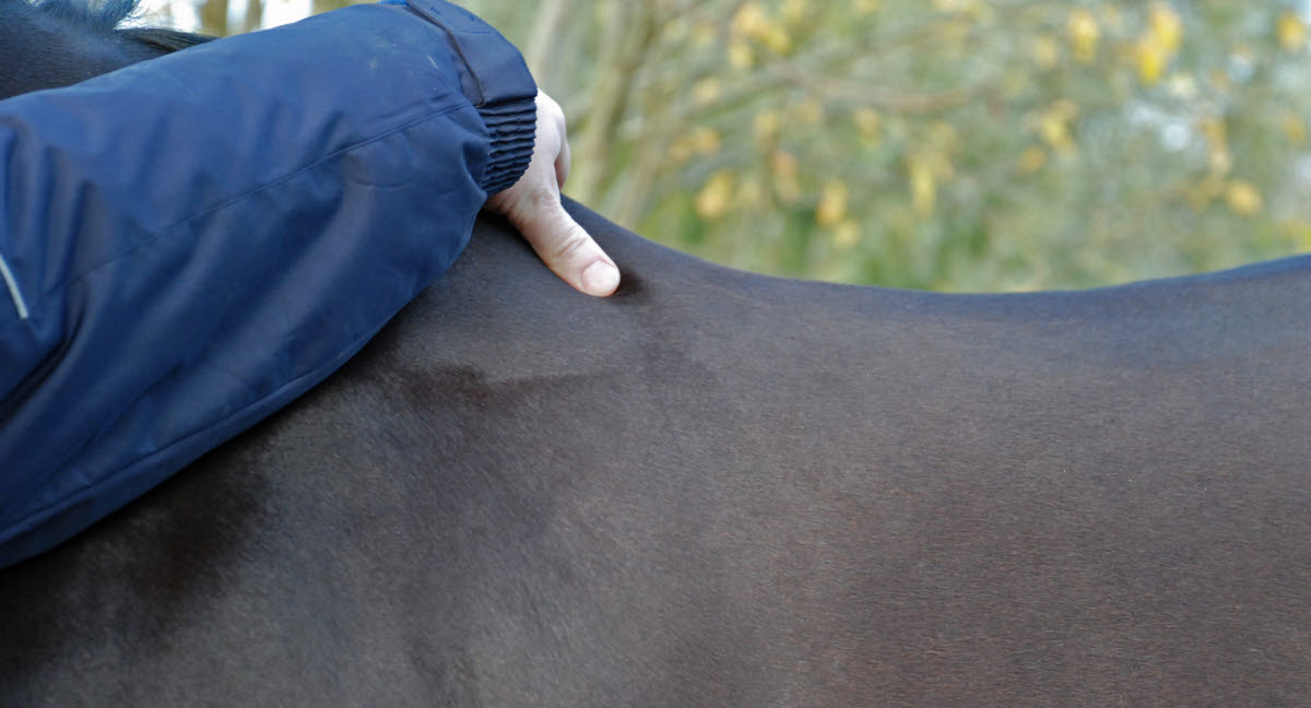 Ryggproblem ökar hos ridhästar - Agria Djurförsäkring