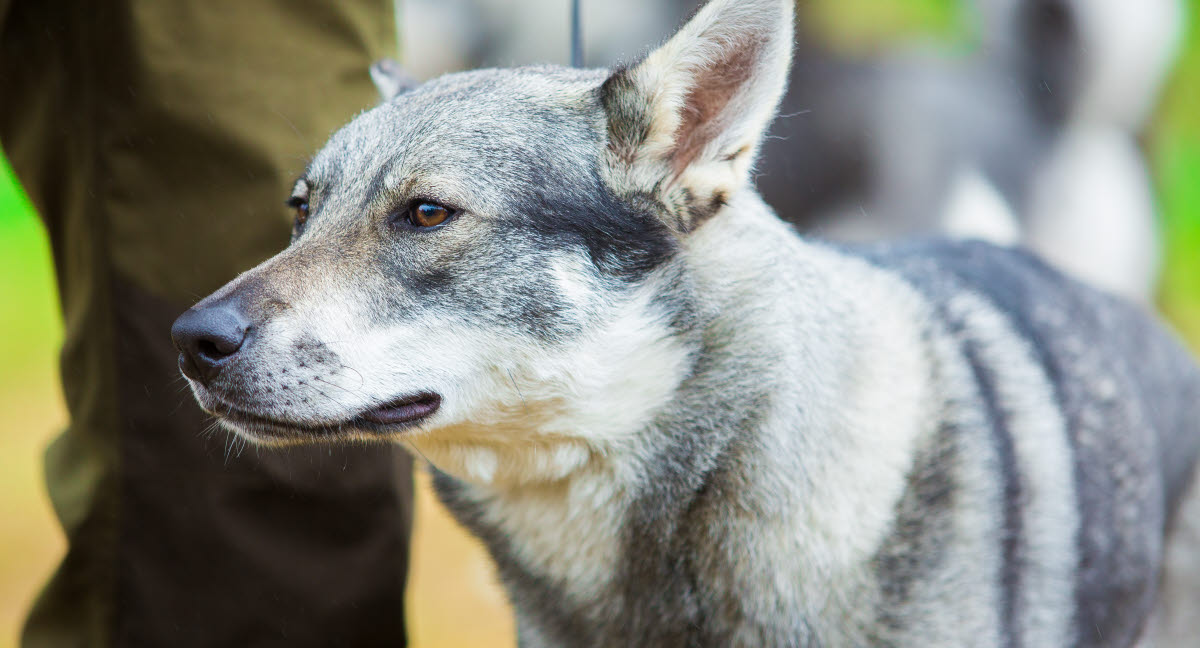 Jämthund - Agria Djurförsäkring